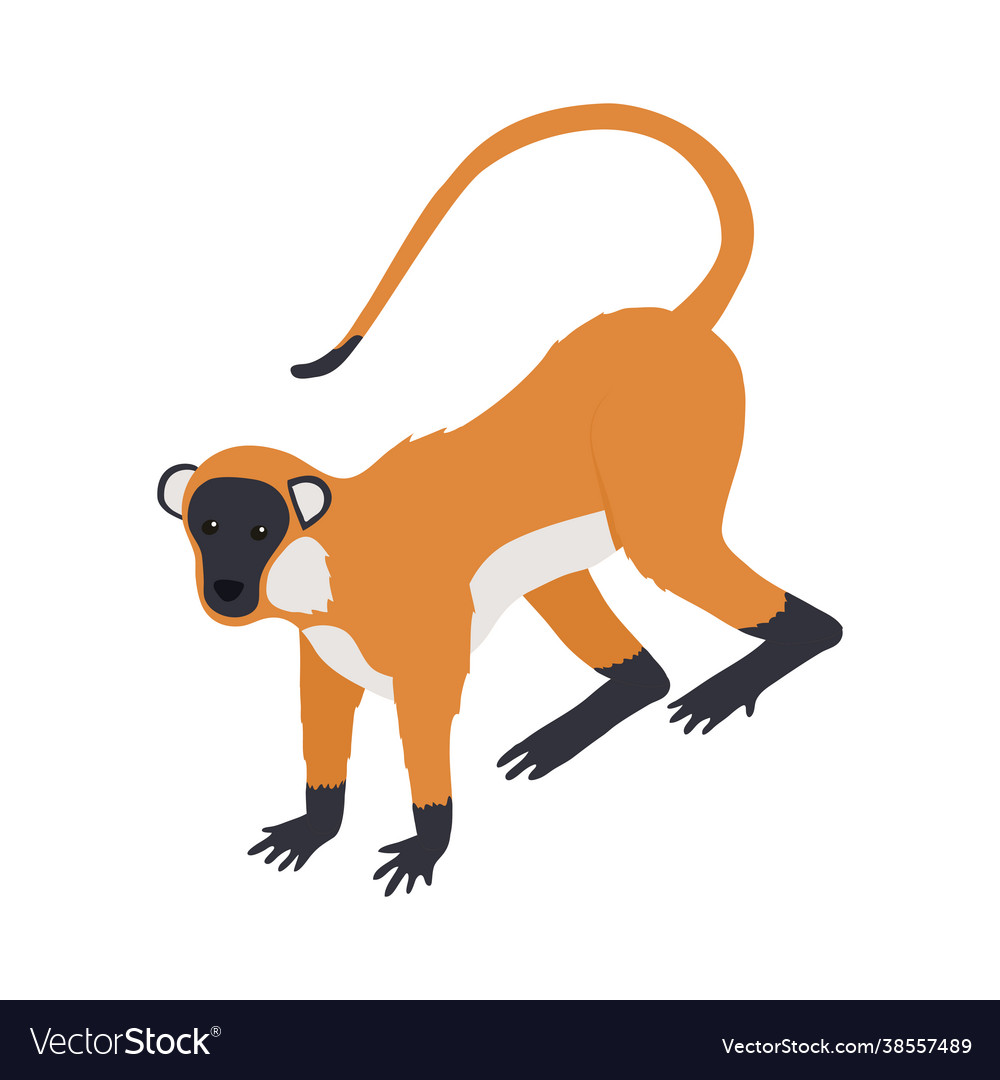 Monkey isometric Royalty Free Vector Image - VectorStock