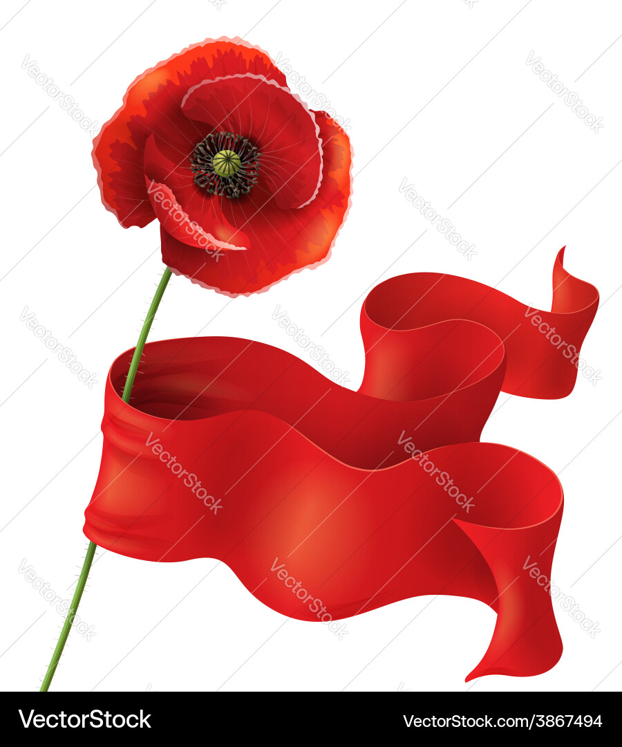Poppy and ribbon Royalty Free Vector Image - VectorStock
