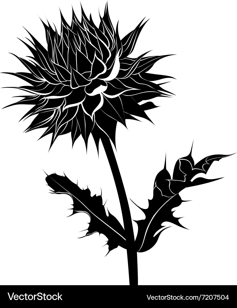 Thistle Royalty Free Vector Image - VectorStock