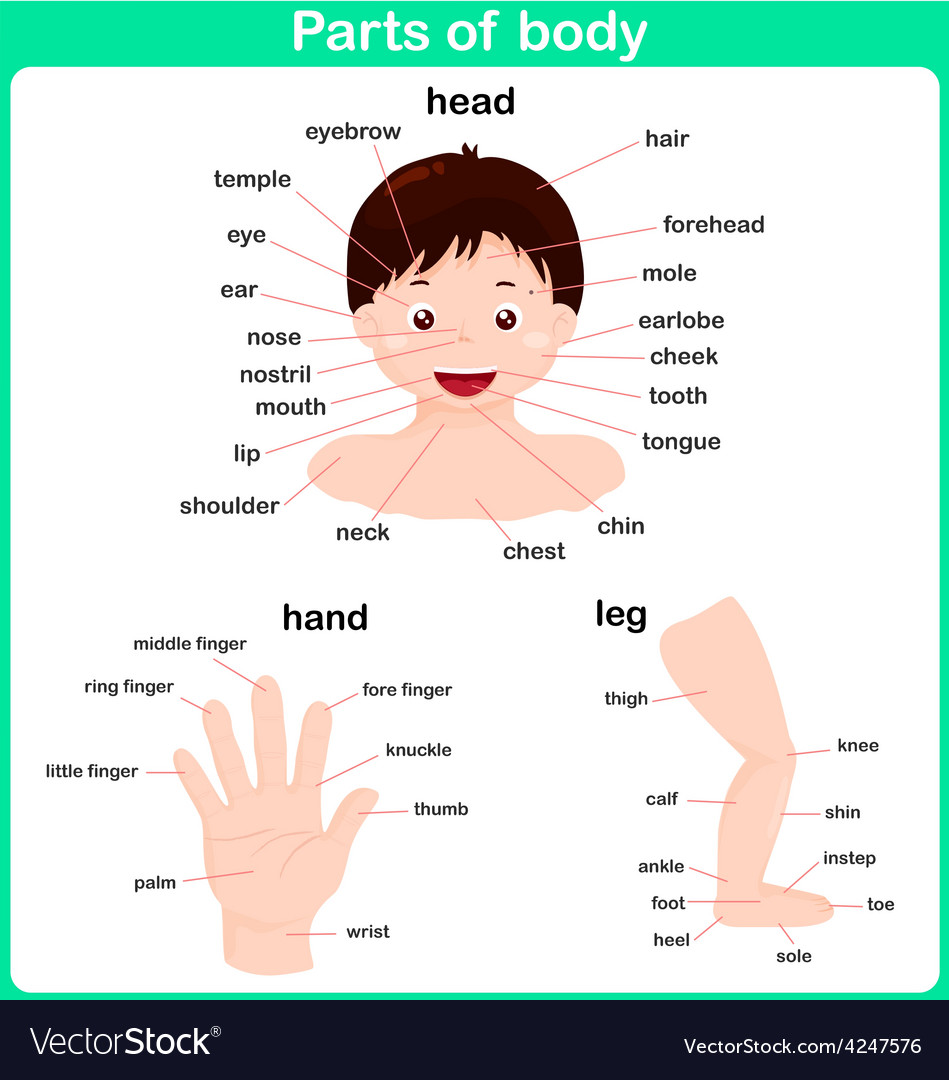 leaning-parts-of-body-for-kids-worksheet-vector-image