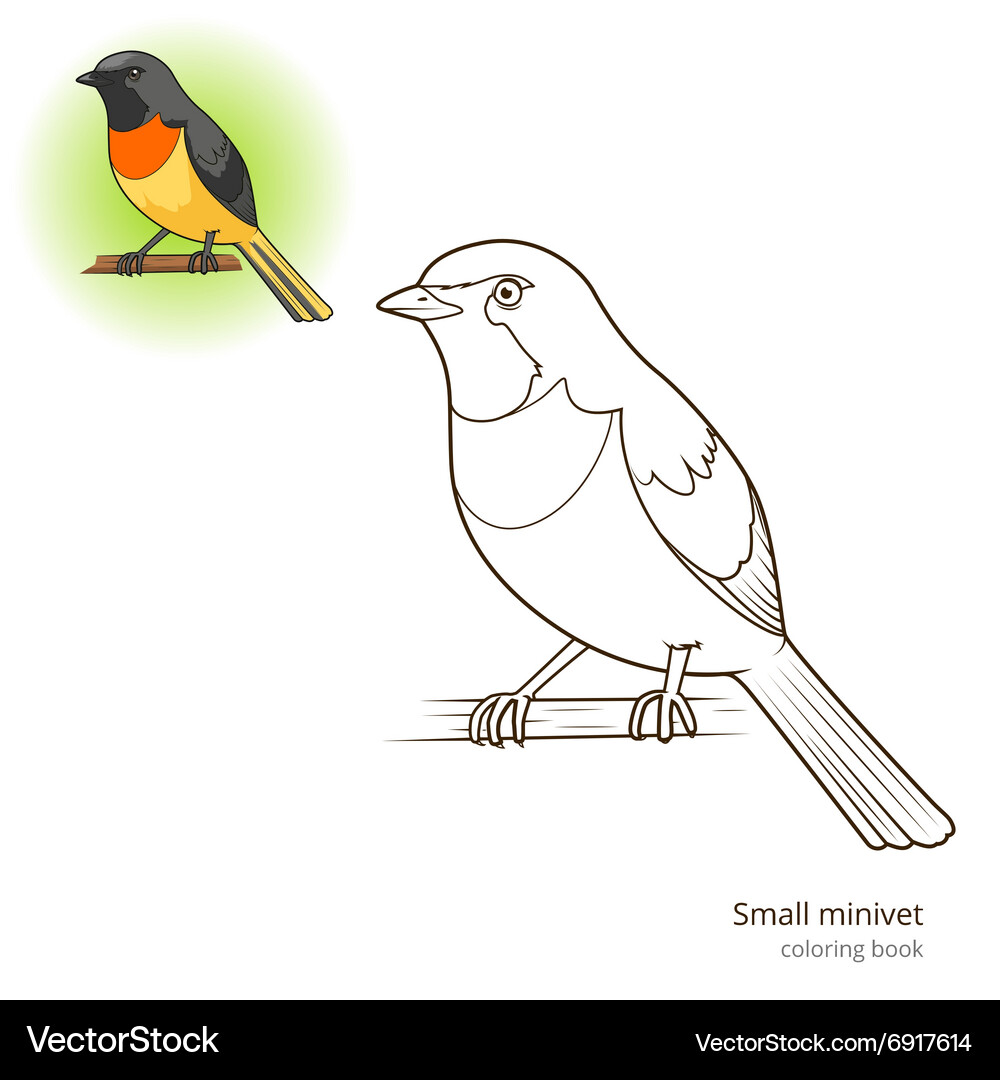 Small minivet bird coloring book Royalty Free Vector Image