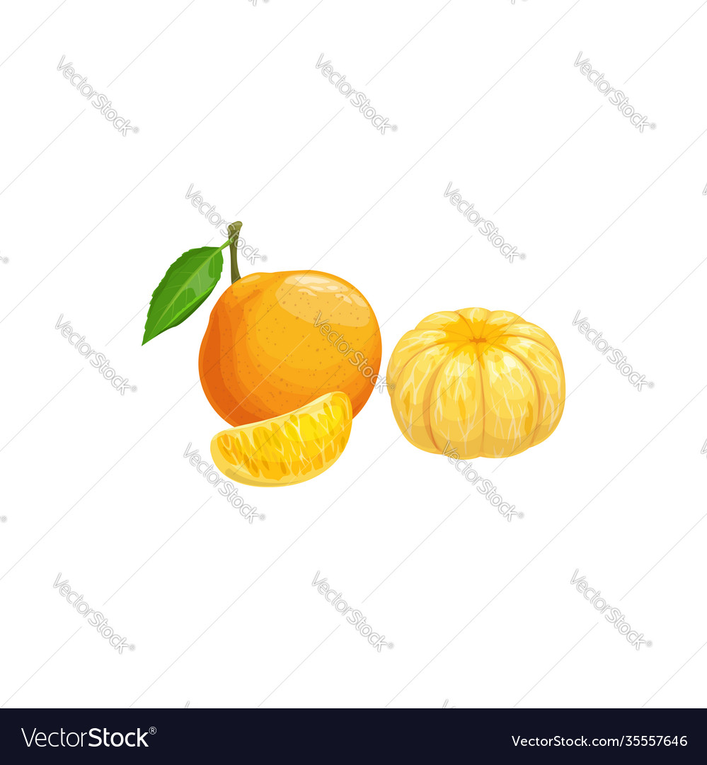 Tangerine fruit tropical exotic citrus fruit food Vector Image Tangerine fruit tropical exotic citrus fruit food Vector Image
