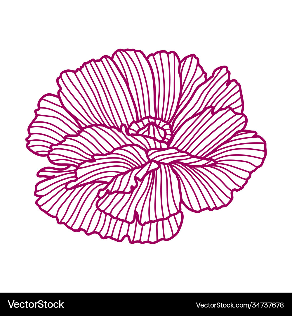 Poppy Royalty Free Vector Image - VectorStock