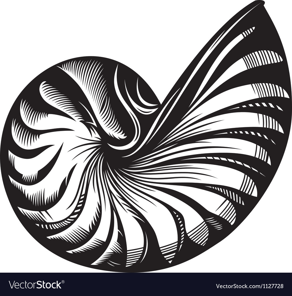 Sea shell Royalty Free Vector Image - VectorStock Sea shell Royalty Free Vector Image - VectorStock