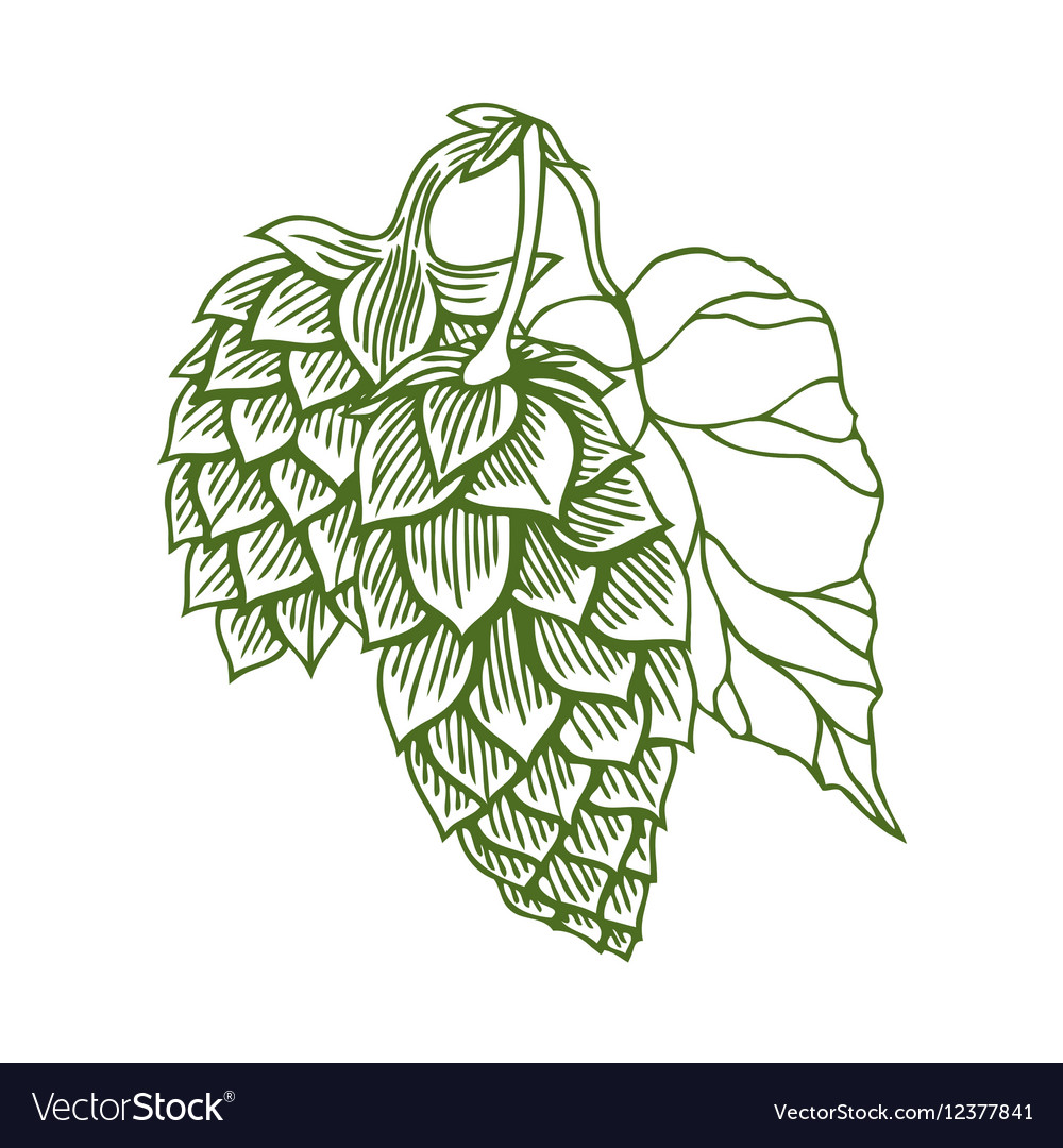 Hops visual graphic Royalty Free Vector Image - VectorStock
