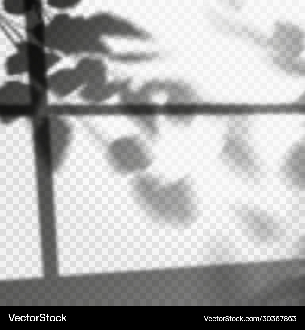 Leaves tree shadow through window with light Vector Image