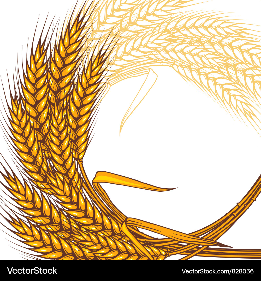 Wheat ears Royalty Free Vector Image - VectorStock