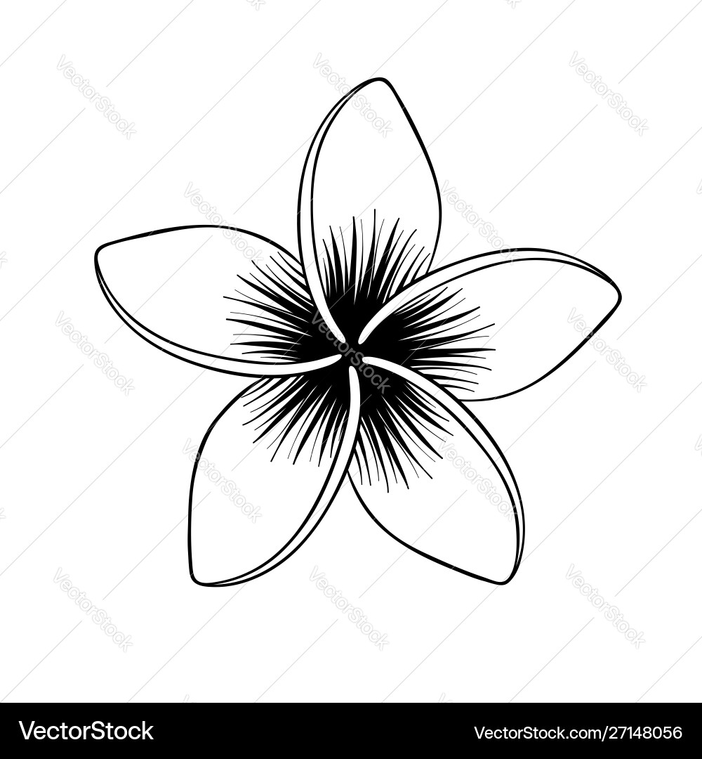 Plumeria tropical flower Royalty Free Vector Image