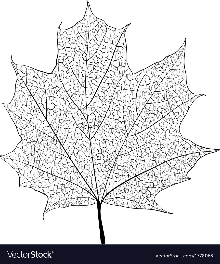 Leaf skeleton Royalty Free Vector Image - VectorStock