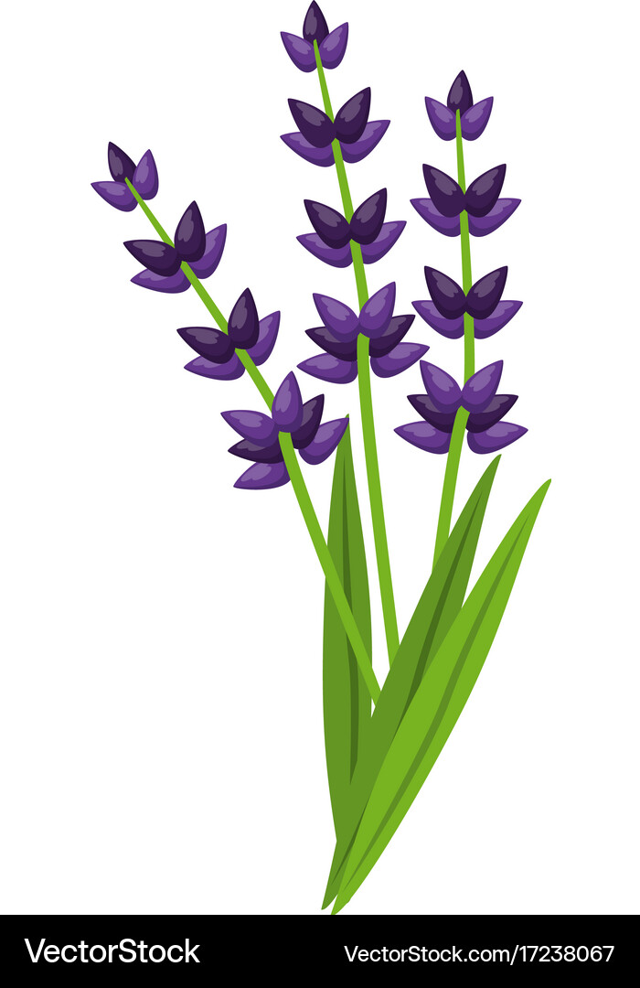 Lavender flowers icon image Royalty Free Vector Image