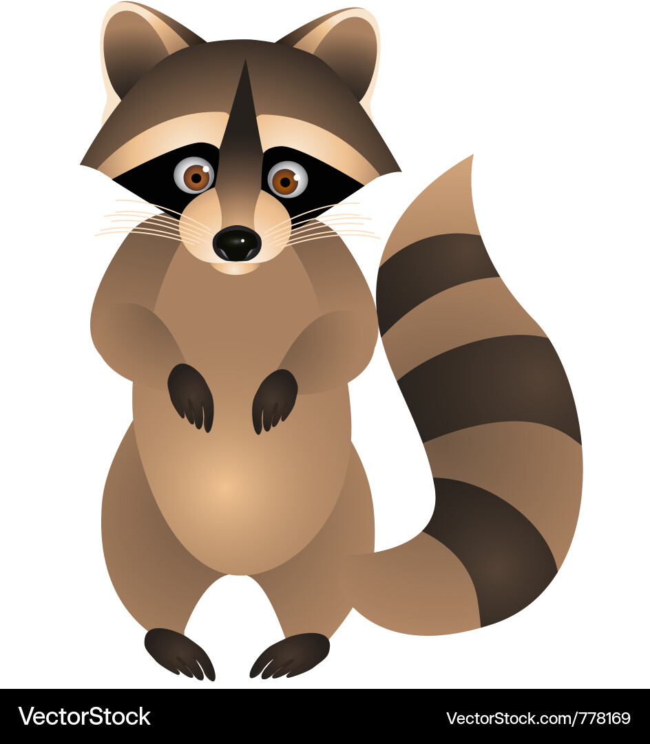 Raccoon cartoon Royalty Free Vector Image - VectorStock
