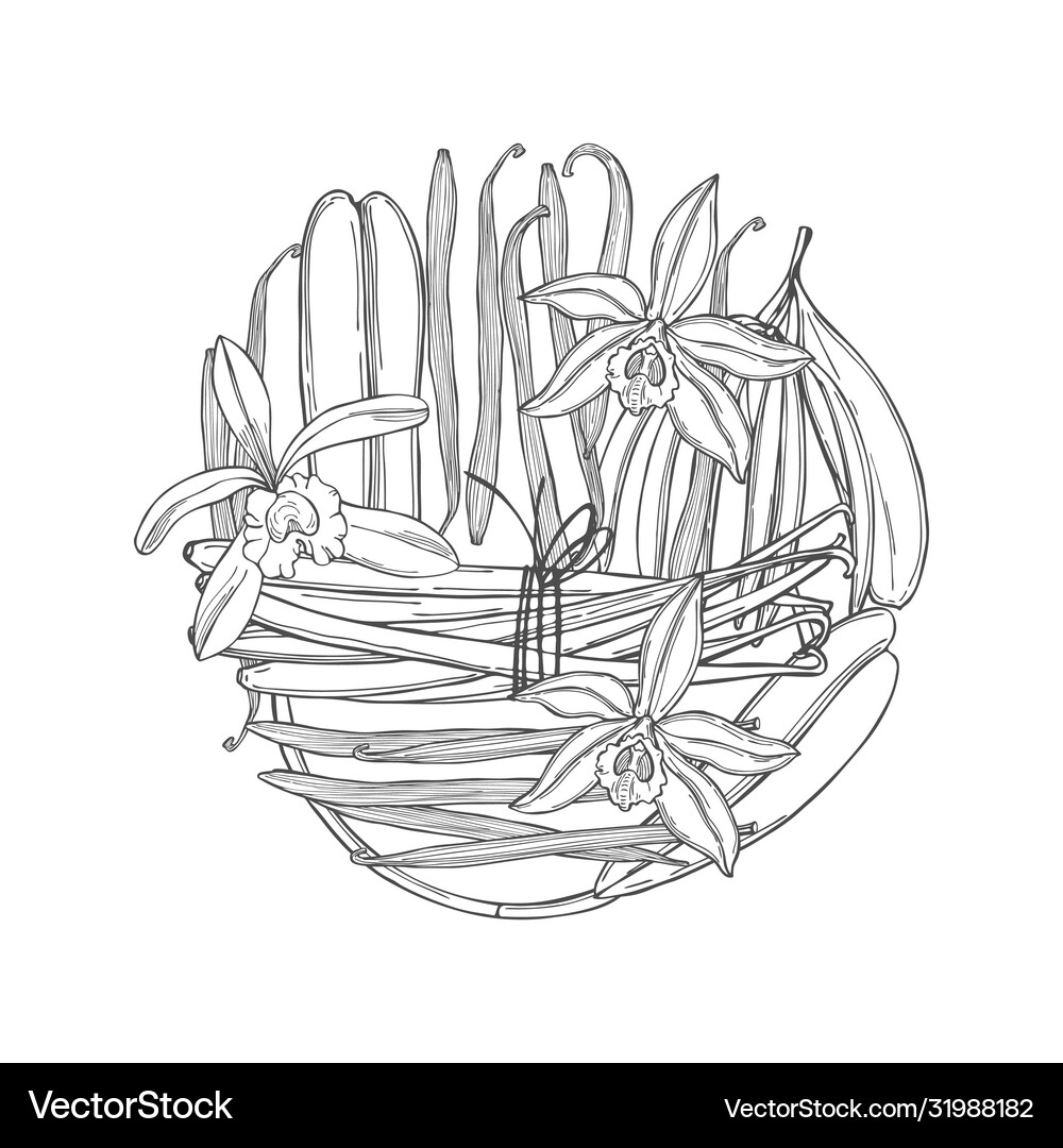 Hand drawn vanilla in a circle pods Royalty Free Vector