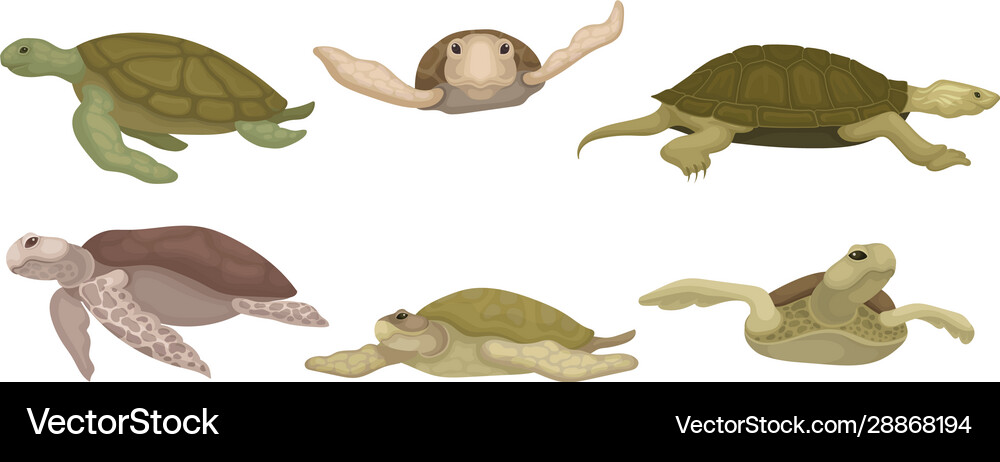 Sea turtles from different perspectives isolated Vector Image