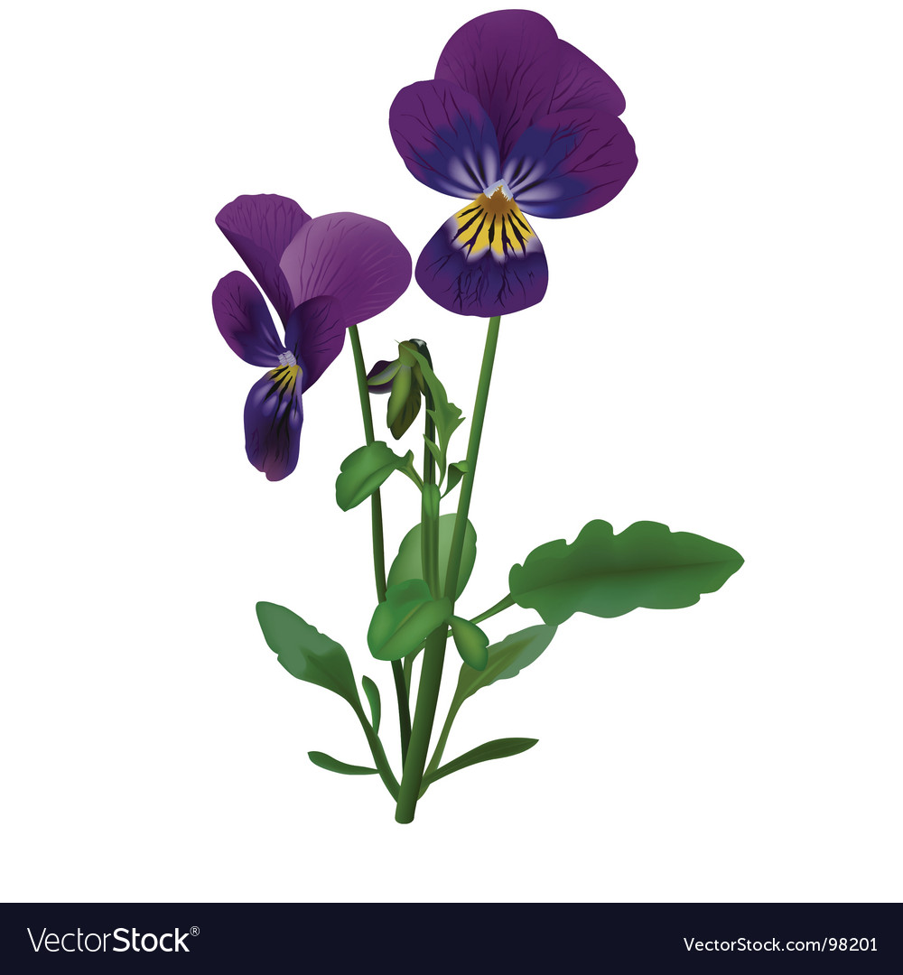 Violet flower Royalty Free Vector Image - VectorStock Violet flower Royalty Free Vector Image - VectorStock