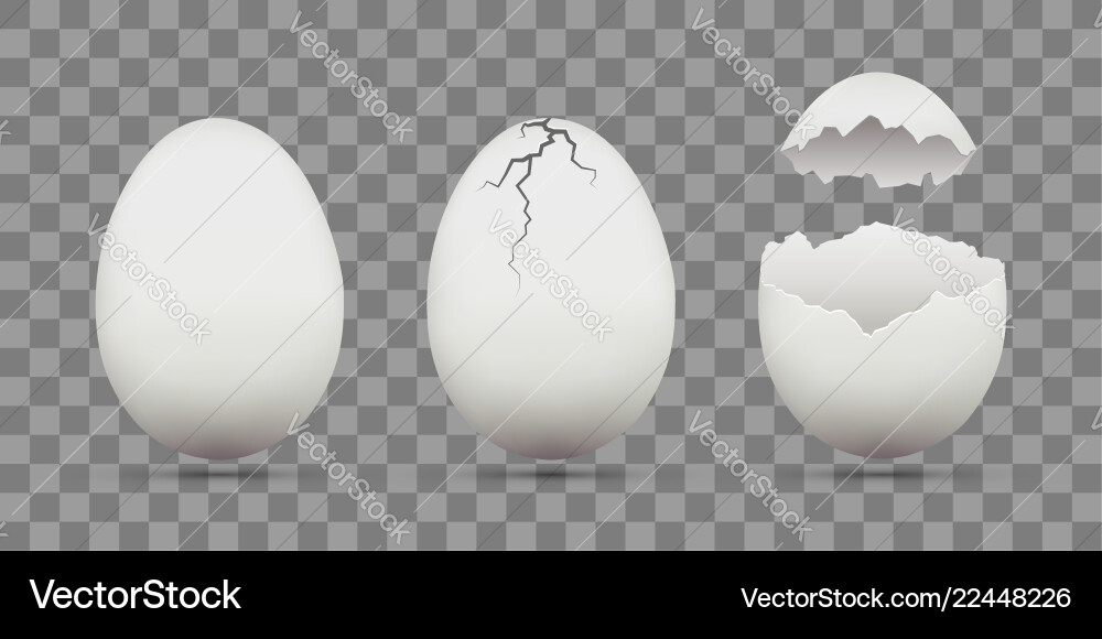 Set of white chicken eggs shell with cracks Vector Image