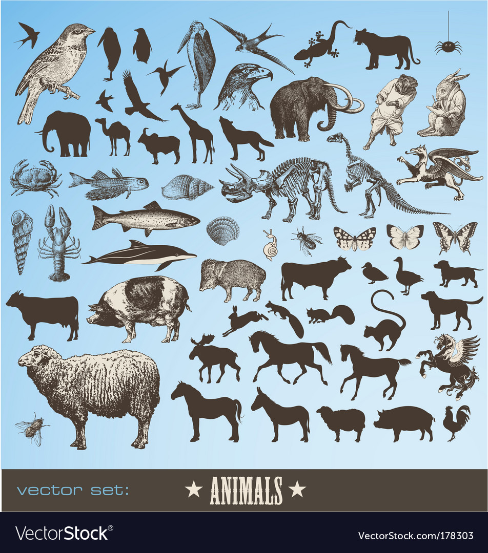 Animals Royalty Free Vector Image - VectorStock