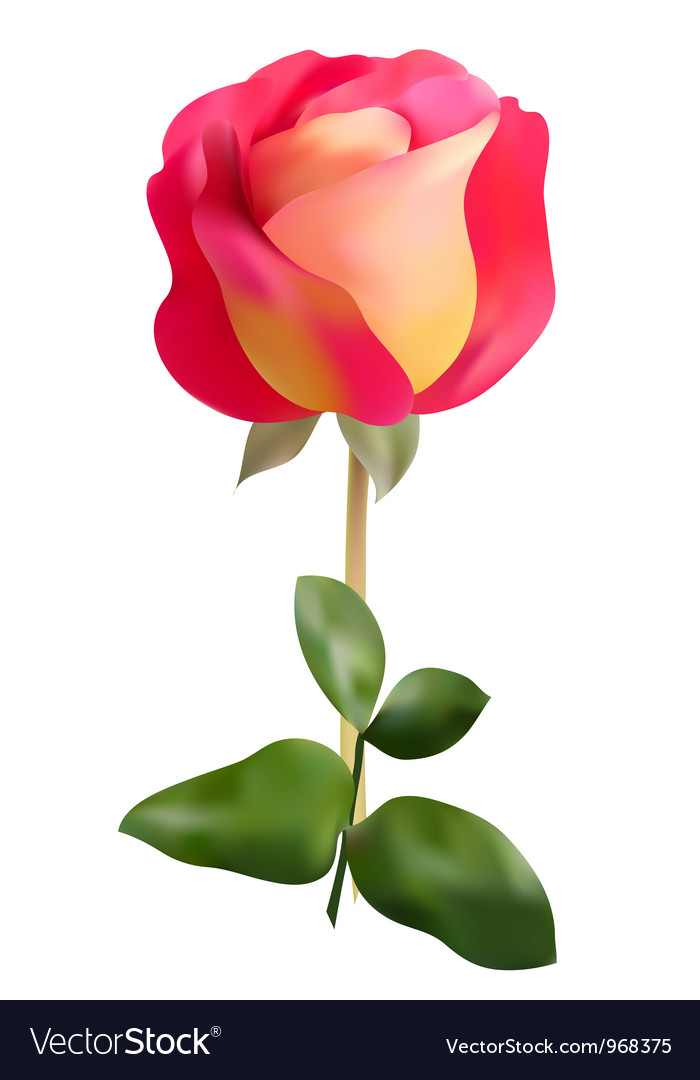 Pink yellow rose Royalty Free Vector Image - VectorStock