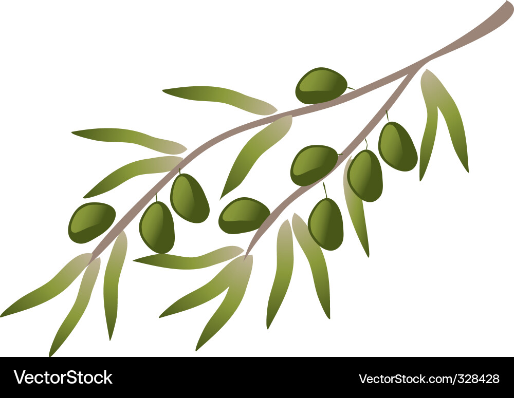 A branch of olive tree Royalty Free Vector Image