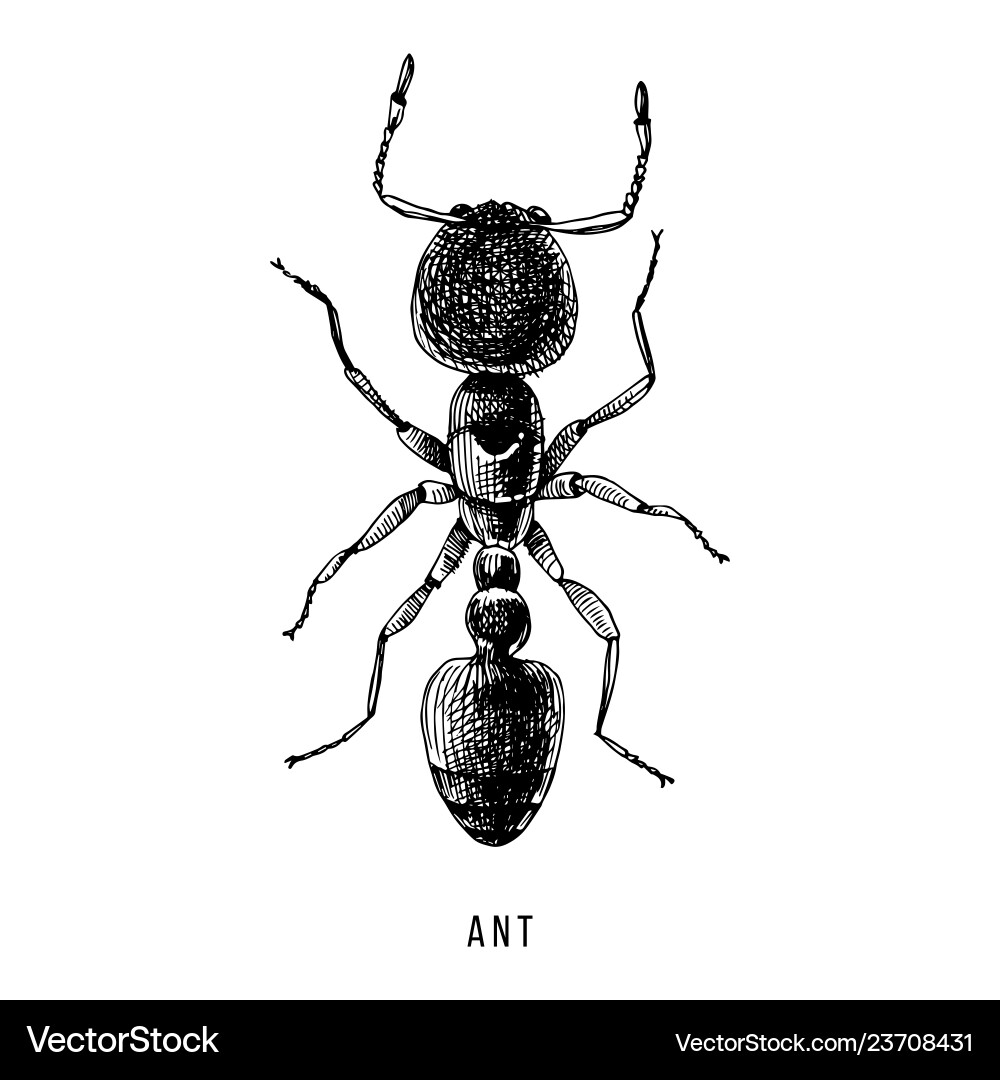 Hand drawn ant Royalty Free Vector Image - VectorStock