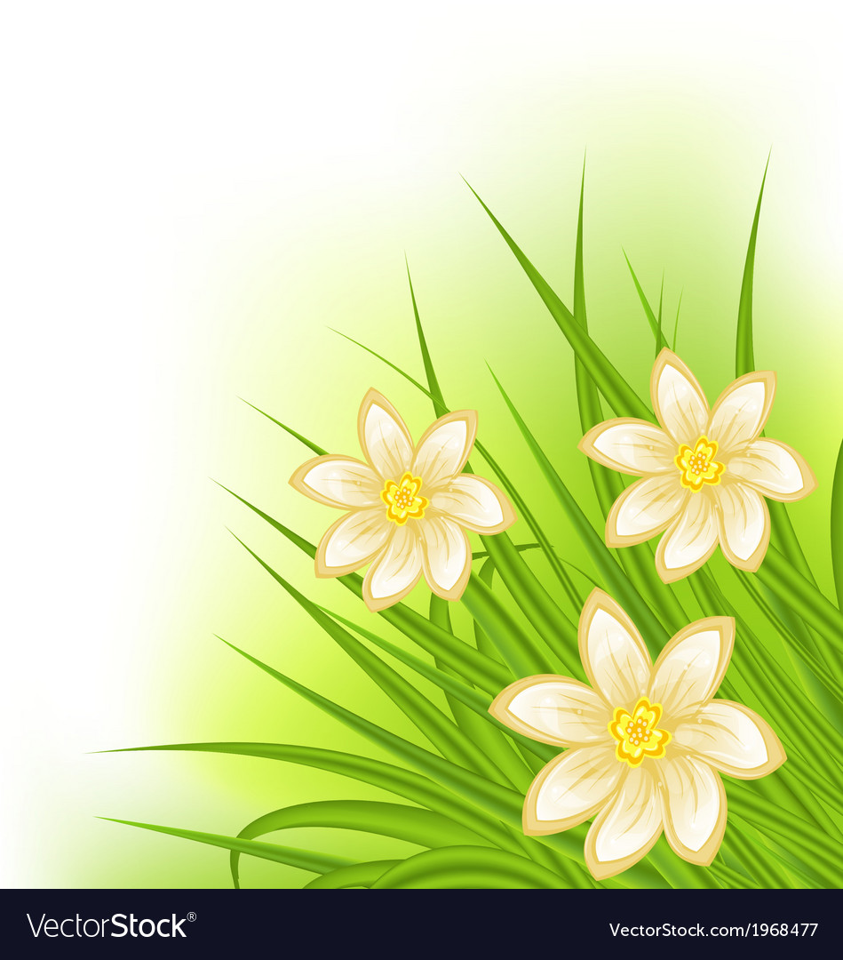 Leaves Free Vector Graphics | Everypixel