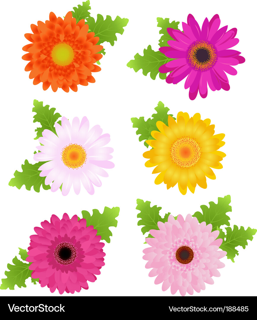 Colorful daisies Royalty Free Vector Image - VectorStock