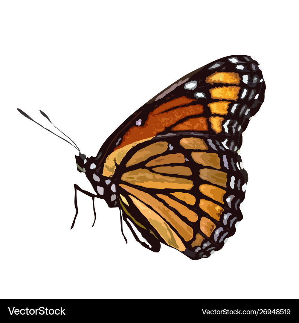 Butterfly realistic for design Royalty Free Vector Image