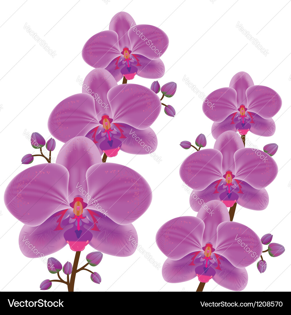 Exotic flower orchid Royalty Free Vector Image