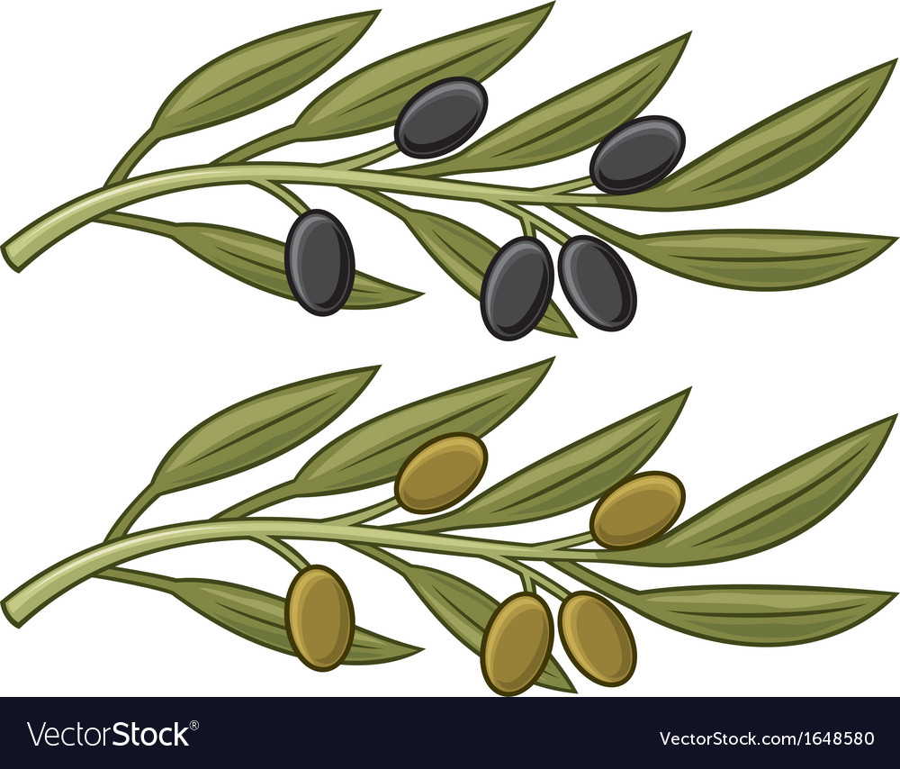 Olive branch olive leaf Royalty Free Vector Image
