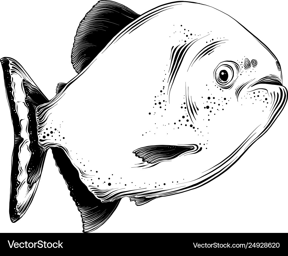 Drawing fish in black color isolated Royalty Free Vector