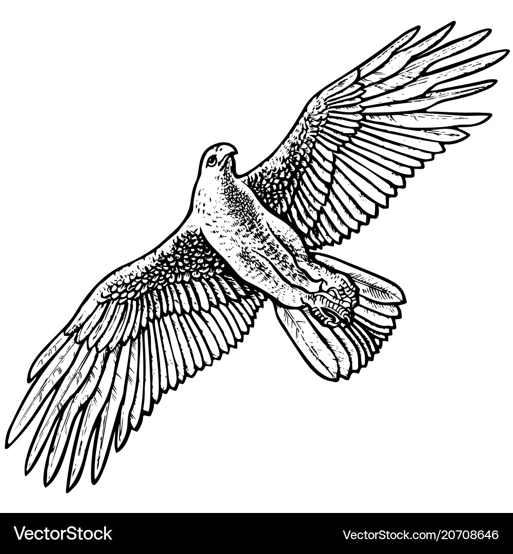 Flying eagle Royalty Free Vector Image - VectorStock