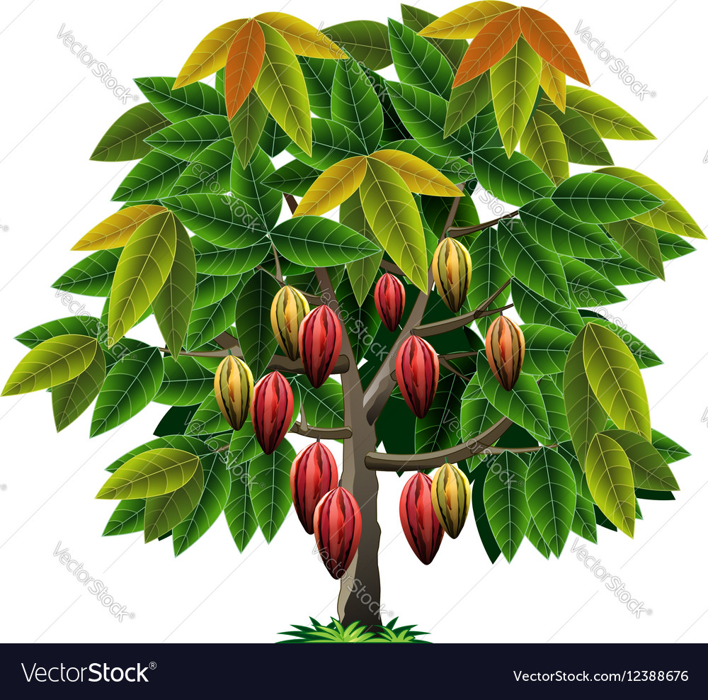 Cocoa tree Royalty Free Vector Image - VectorStock