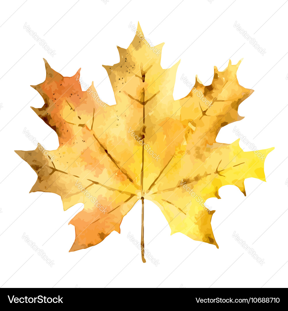 Autumn maple leaf isolated on white background Vector Image