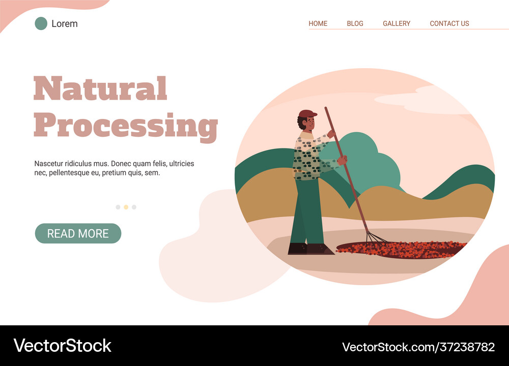 Natural coffee processing website banner Vector Image