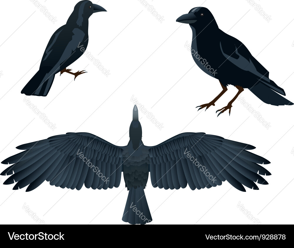Raven Royalty Free Vector Image - VectorStock