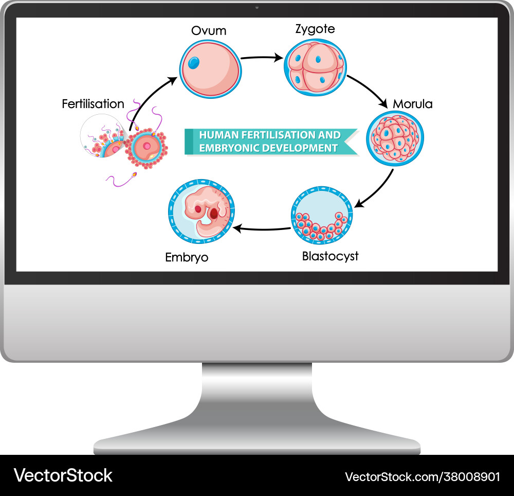 Human fertilisation and embryonic development Vector Image