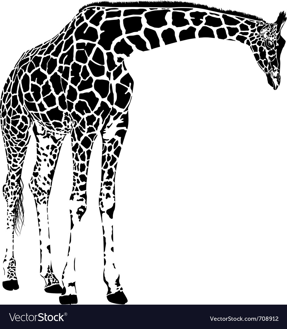 Giraffe Royalty Free Vector Image - VectorStock