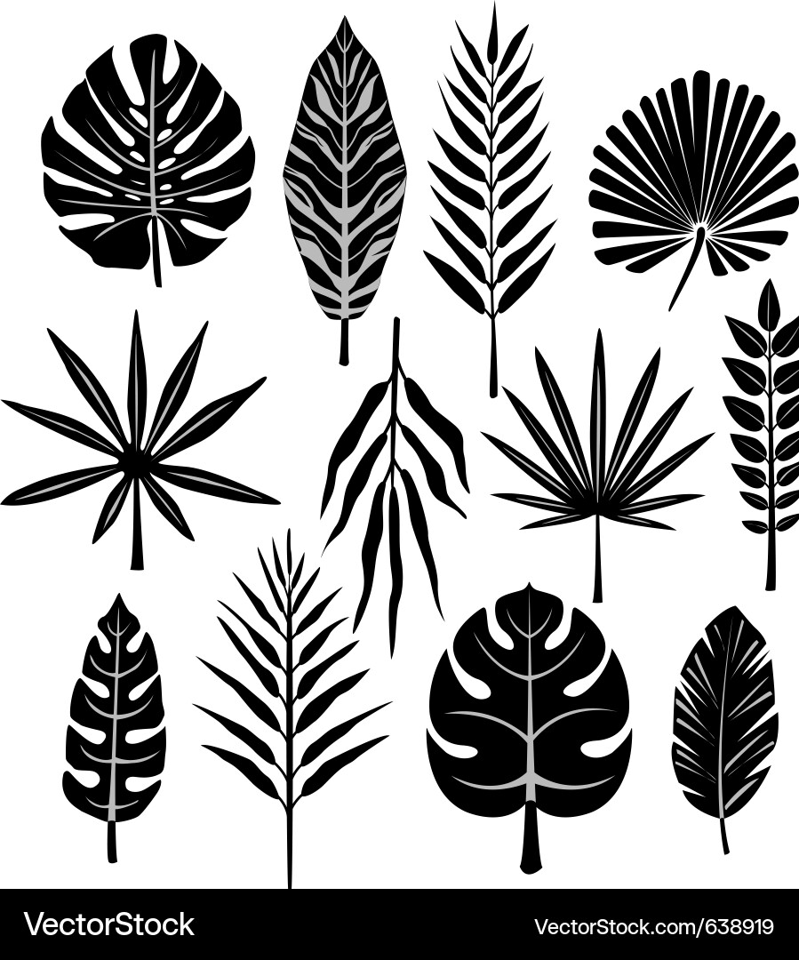 Tropical leaf Royalty Free Vector Image - VectorStock