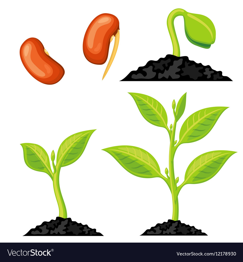 Plant growth stages from seed to sprout Royalty Free Vector