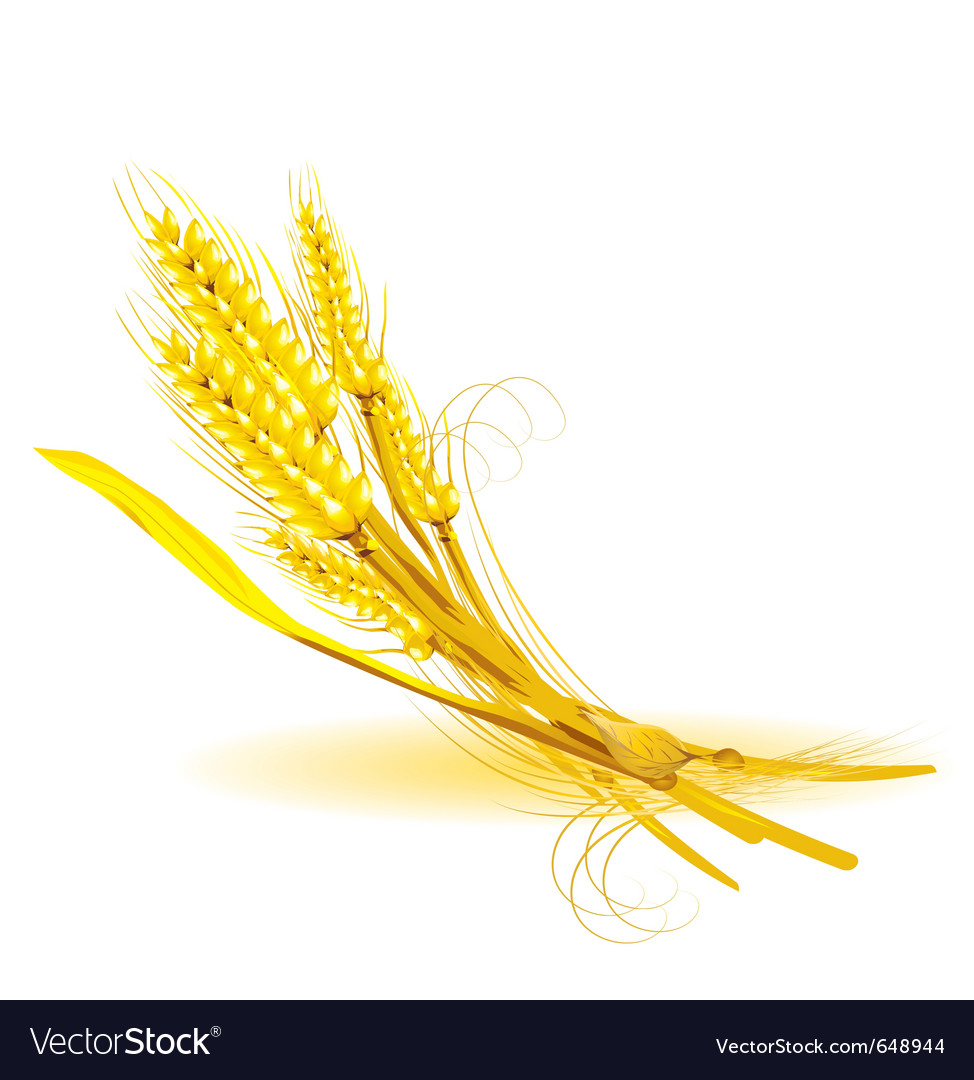 Wheat Royalty Free Vector Image - VectorStock