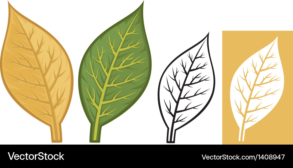 Tobacco leaves Royalty Free Vector Image - VectorStock