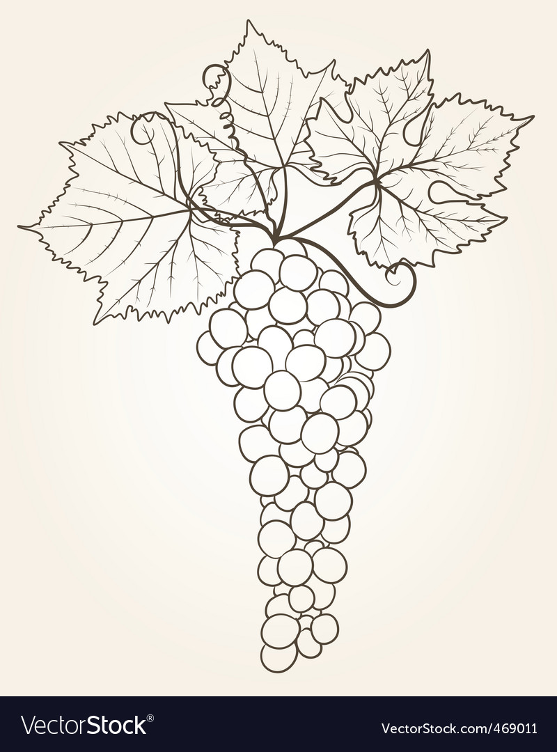 Grape outline Royalty Free Vector Image - VectorStock