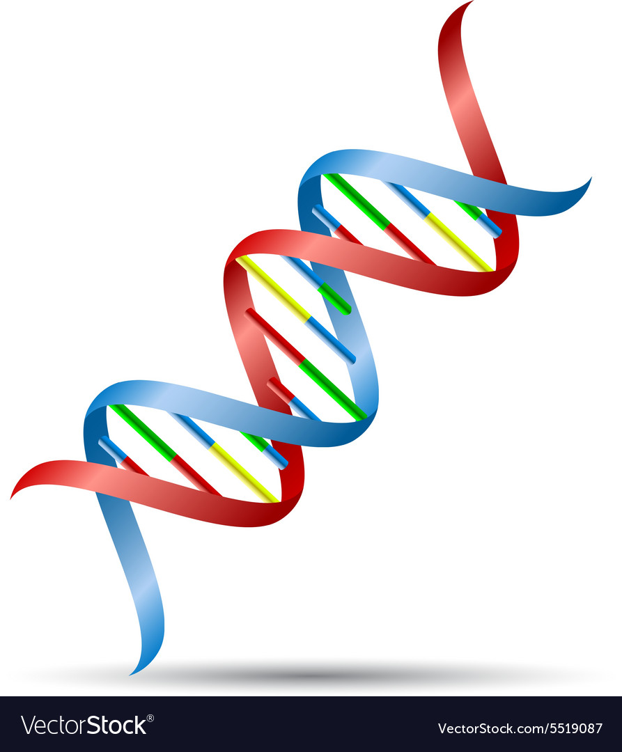 DNA helix Royalty Free Vector Image - VectorStock