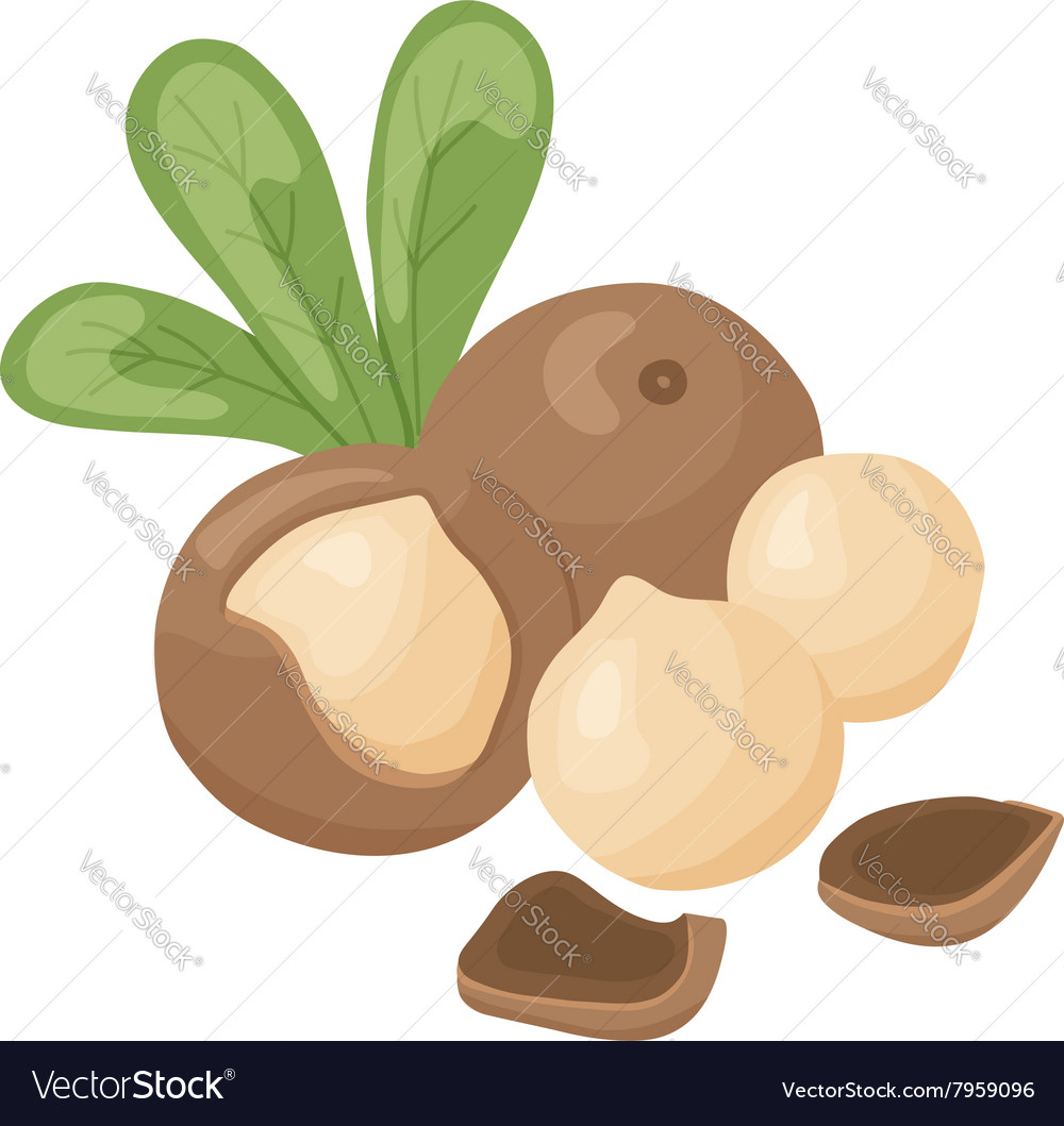 Macadamia Royalty Free Vector Image - VectorStock