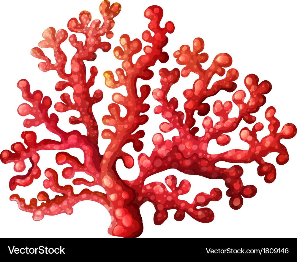 A coral reef Royalty Free Vector Image - VectorStock