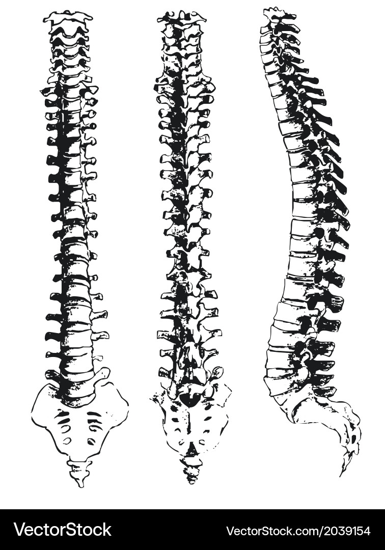 Spine Royalty Free Vector Image - VectorStock