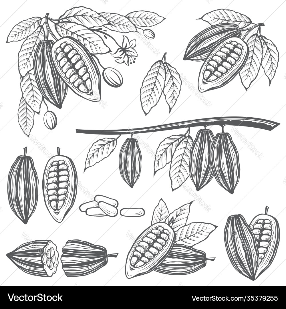 Set cocoa beans Royalty Free Vector Image - VectorStock