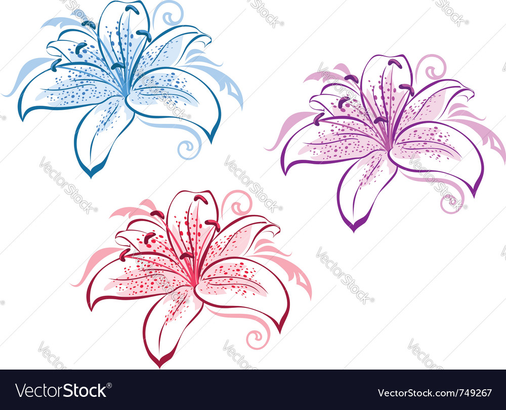 Lily flower set Royalty Free Vector Image - VectorStock