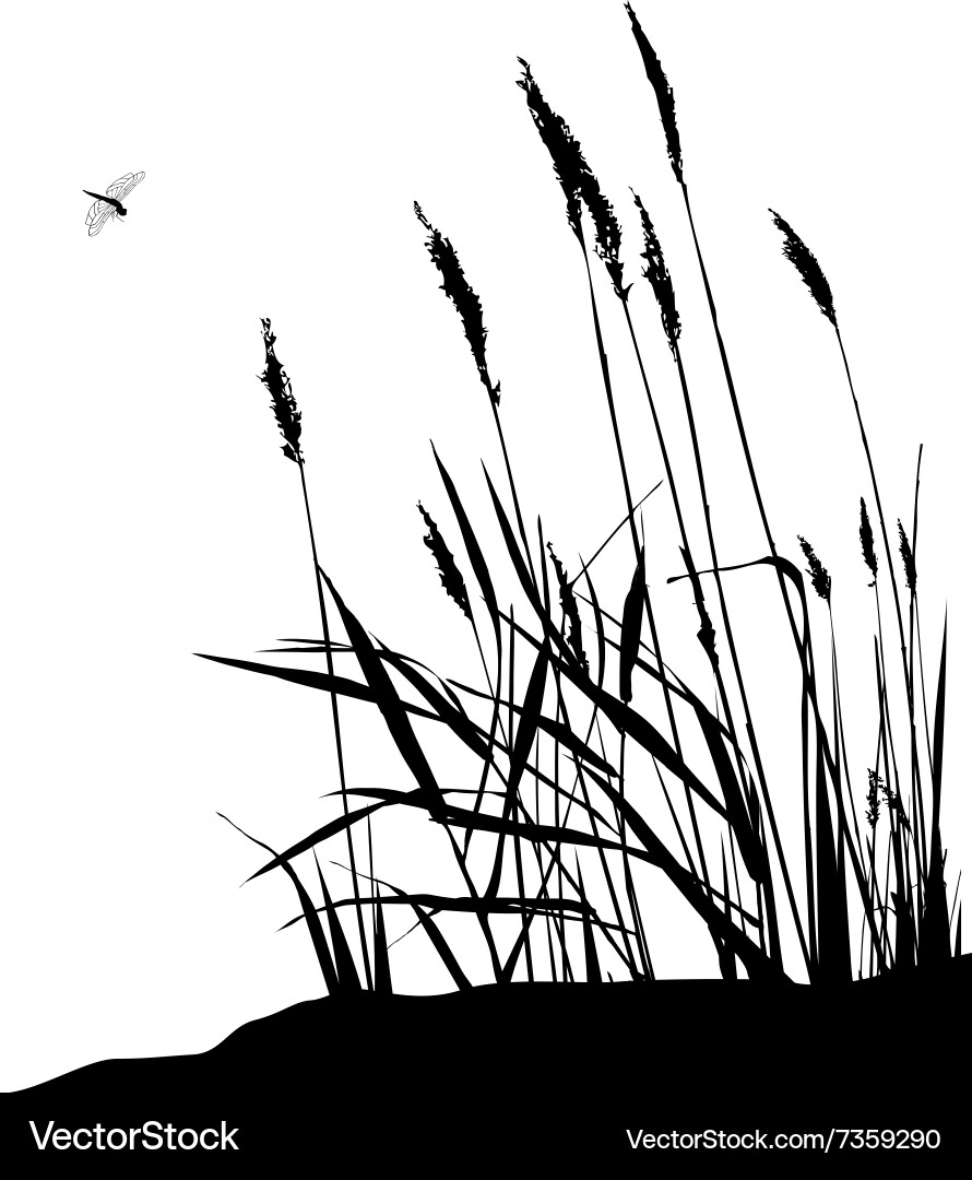Reeds and dragonfly Royalty Free Vector Image - VectorStock