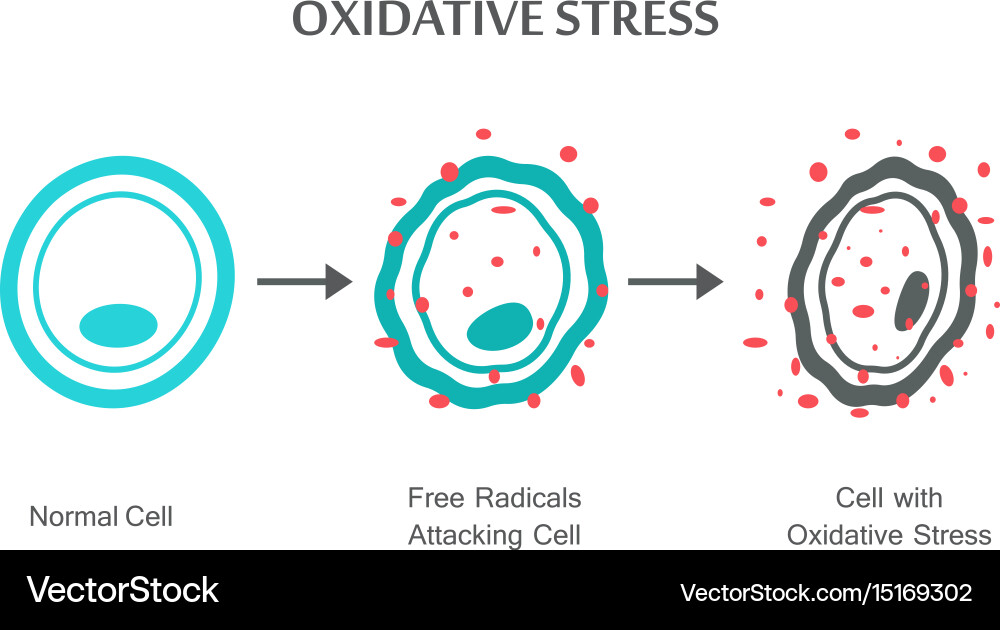 Oxidative stress diagram Royalty Free Vector Image