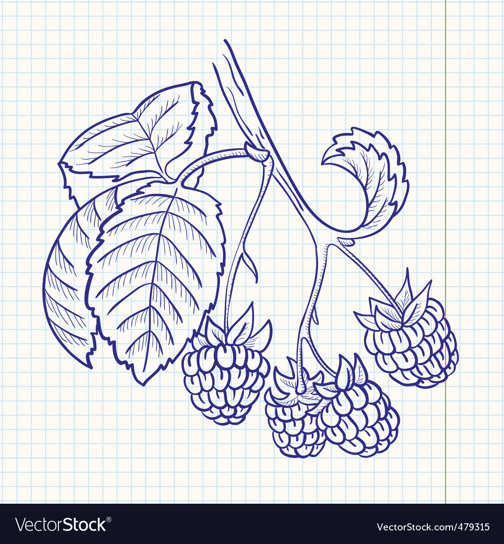 Raspberry Royalty Free Vector Image - VectorStock